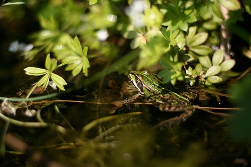Frosch | by Juuro | Medium