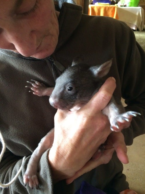 Meet Teacup. npm’s newest wombat is… an actual… | by npm, Inc. | Medium