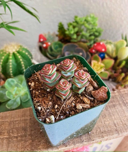 Exploring the Verdant World of Succulents: A Journey into Serenity | by ...