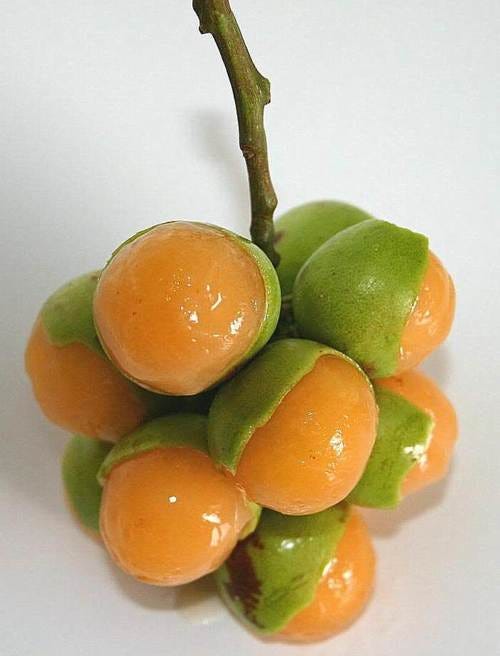 MAMONES! | by Fede Bozo | fbozo | Medium