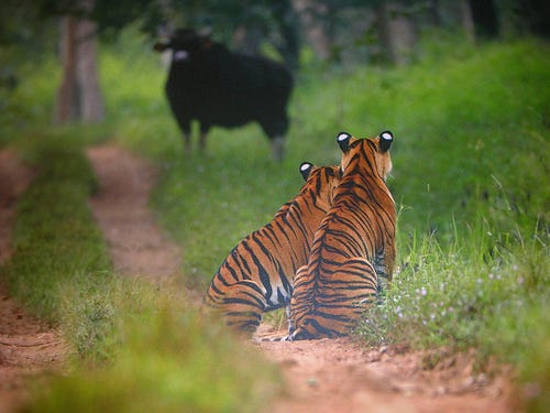 Man Versus Tiger At The Bronx Zoo | by NYU Local | NYU Local