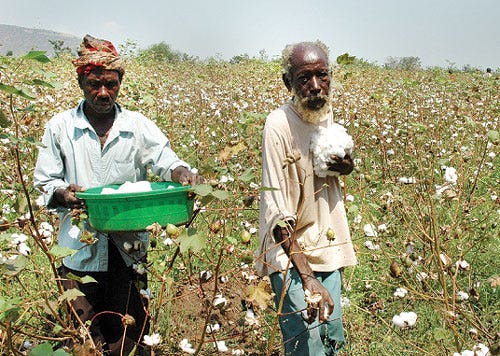 Challenges facing the cotton sub-sector | by Kollin Rukundo | Medium