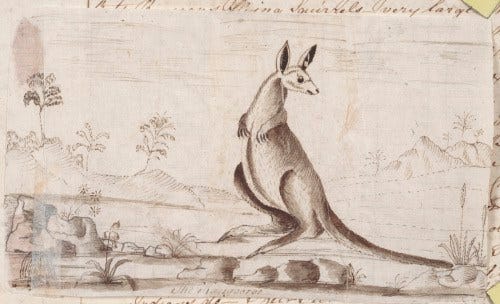 On this day 14 July 1770 Sir Joseph Banks first described | by Alica ...