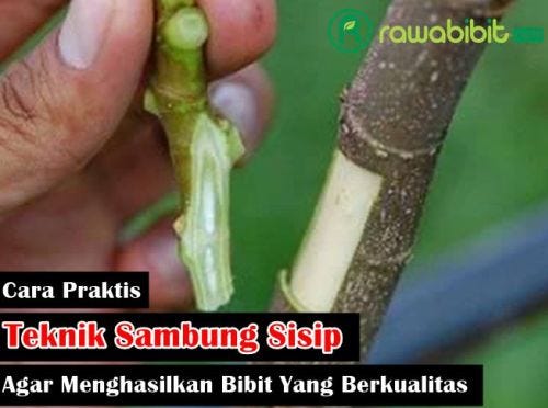 Inilah 5 Cara Praktis Teknik Sambung Sisip Pada Tanaman Secara Baik dan ...