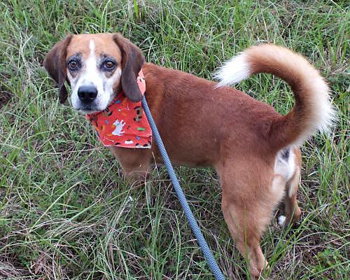 Meet Sam the Beagle | by Admin | South Philly Review | Medium