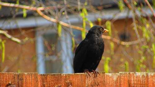 Project Birds (Phase 1). The project bird idea | by Gosia | Medium