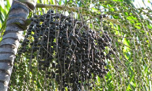 Health Benefits of the Acai Berry | by XEN Life | Medium
