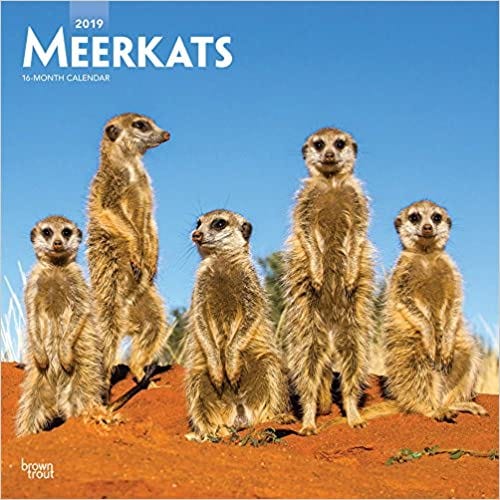 READ/DOWNLOAD*+ Meerkats 2019 12 x 12 Inch Monthly Square Wall Calendar ...