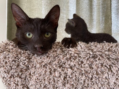 The Cat Fanciers’ Association (CFA) Takes The Lead in Massive Feline ...