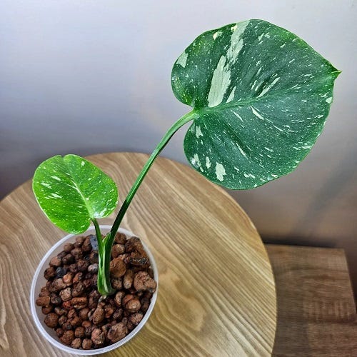 Unlocking the Potential: Understanding the Advantages of Growing Plants ...