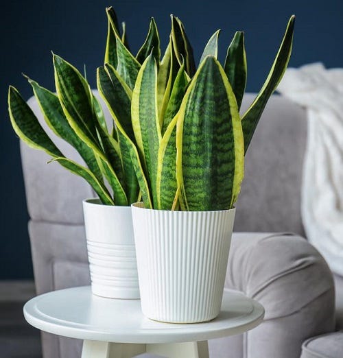 Green Elegance: Top Coffee Table Plants to Elevate Your Decor | by Emma ...