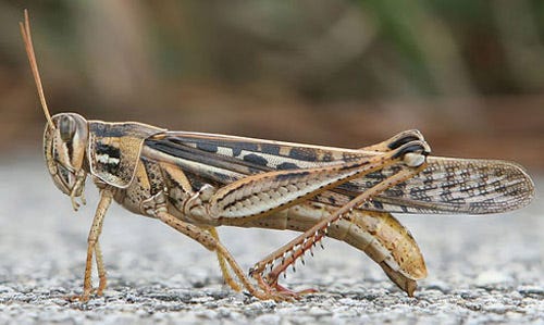 Grasshopper Wisdom. Leaping Forward | by . | Medium