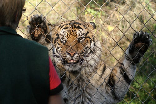 Zoo keeping, A “Dream Job” Or Nightmare? | by Melissa Smith | Medium
