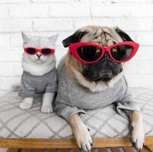 Adorable Instagram Pets You Will Want to Have on Your Feed | by NYC ...