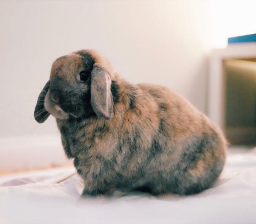 Bunnies Are The Best Pets Ever. I was living in Salt Lake City at the ...