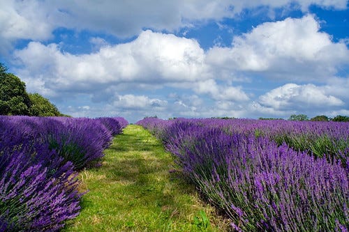 Examining Lavender for Burnout - Mary Thelander Hill - Medium