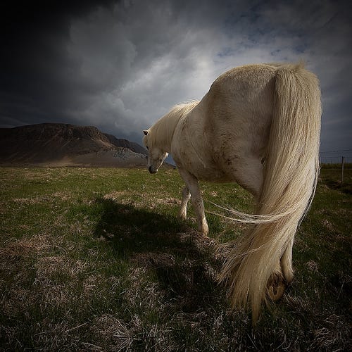 Today’s Photo: White Horse | by Will | /portfoliography | Medium