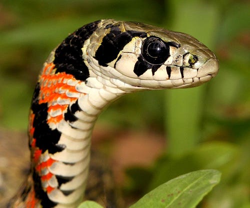 The World’s Top 10 Poisonous Animals | by carlos abreu | Medium