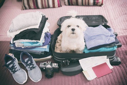 Traveling with Your Pet: a Short Guide | by MTC Limousine | MTC ...