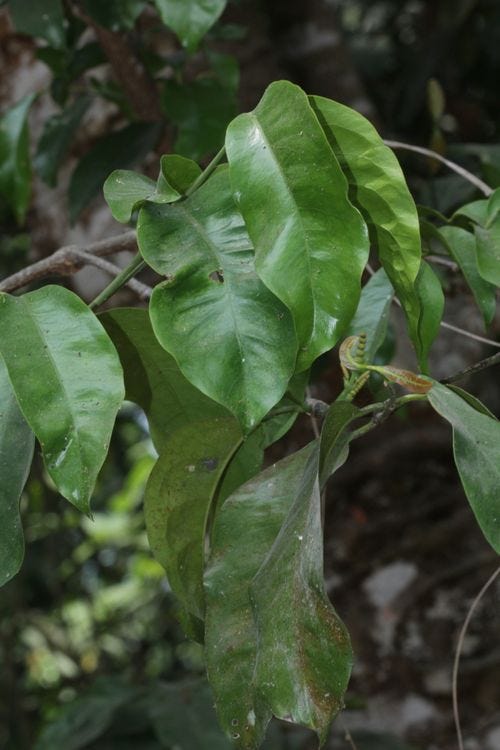 Gnetum gnemon L.. Melinjo (Gnetum gnemon L.) umum… | by Faradiva | Medium