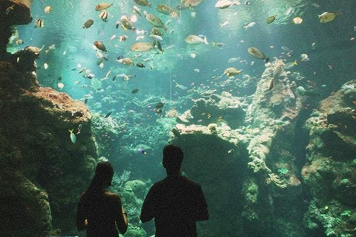 If the path is beautiful, Let us not question where it leads | by Ella ...