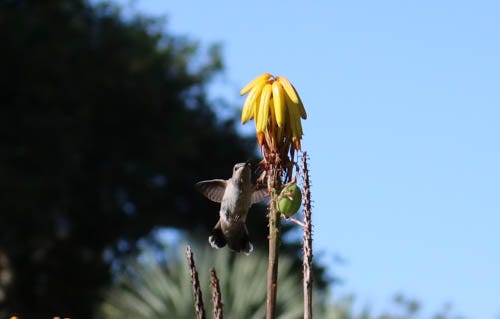 hummingbird through the lens. Everyone takes delight at the sight of ...