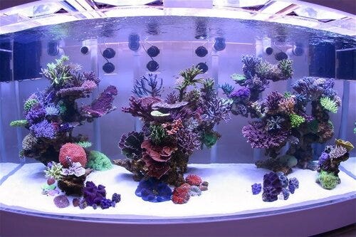 Red-Fin offers a wide range of Aquarium professionals - Red Fin ...