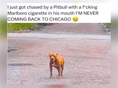 20 Pit Bull Memes for a Dose of Canine Comedy - Chameleon Memes - Medium