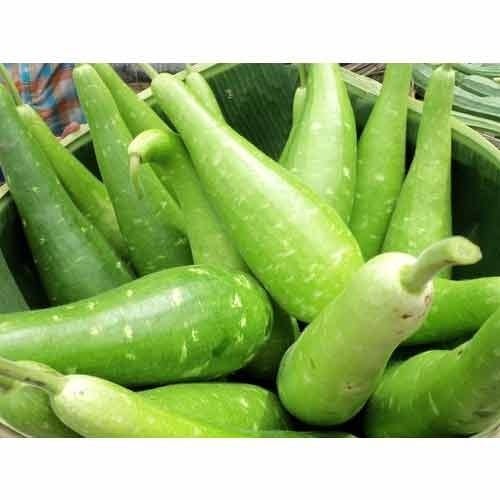 10 Reasons Why Bottle Gourd(Lauki) Is Best For You | by Shreya Gupta ...