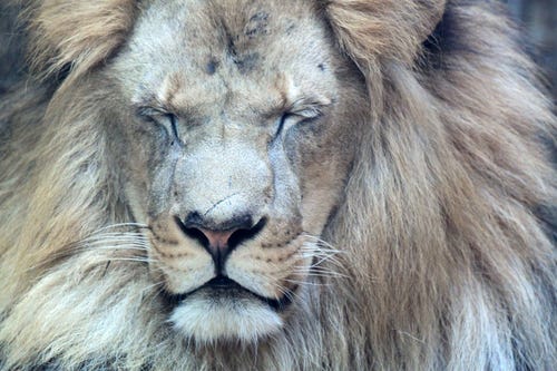 Magnificent. I feel glorious. I wake and am… | by Mirren McKenna | Medium