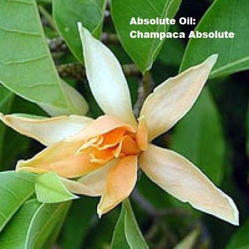 Champaca Absolute. Champaca Absolute | by Meena Perfumery | Medium