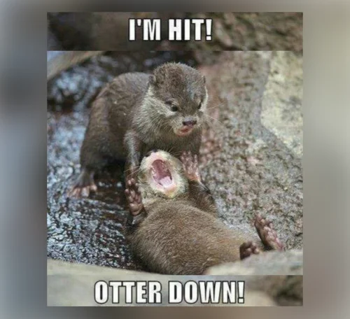 20 Otter Memes to Celebrate World Otter Day - Chameleon Memes - Medium