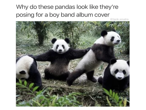 15 Random Animal Memes That Speak Fluent Silliness - Chameleon Memes ...