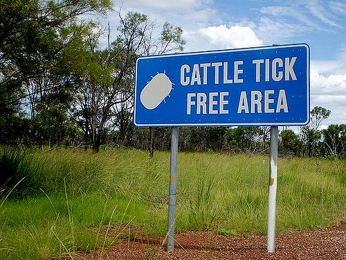 Ticked off: Sequencing of deadly cattle tick’s genome leads to new ...