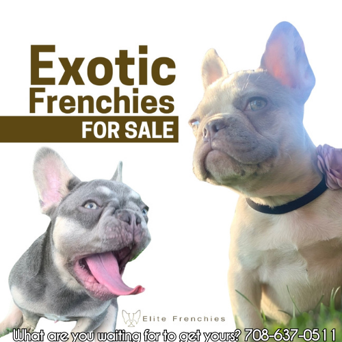 Exotic French Bulldogs for Sale — Elite Frenchies - Elite Frenchies ...