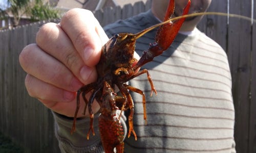 Do Crayfish Pee and Poop?. Crayfish, which are also known as… | by DM ...