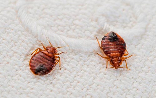Controlling the menace bed bugs with the best bed bugs pest control in ...