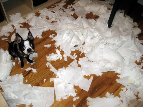 What Is A Bad Dog, And How To Spot One | by Breitbark News | Breitbark ...