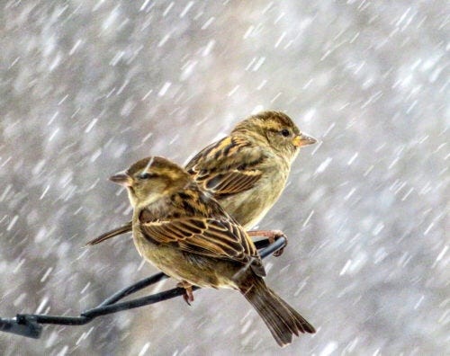 10,000 Sparrows. How Tiny Brown Birds Carried My Heart to Spring | by ...