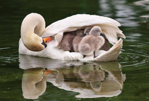 Post 1. Well, hello everyone! This is obviously… | by Chloe Sewell | Medium