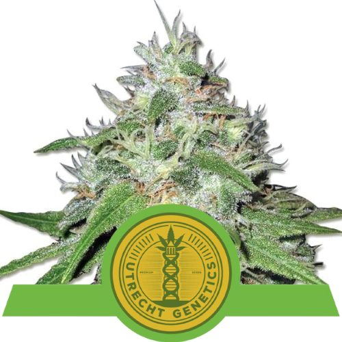 Amnesia Haze - utrechtgenetics - Medium