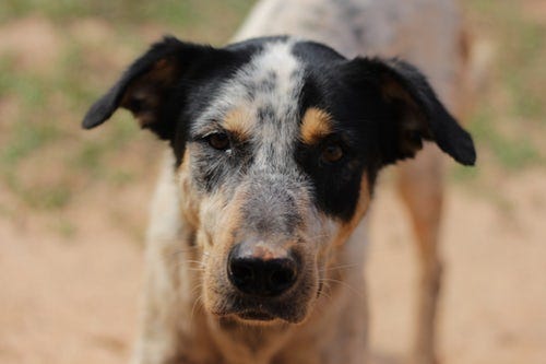 Doghouse Confessional: A Life Lesson from an Unassuming Mutt | by Aaron ...