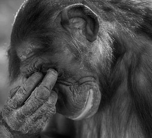 Animal Sentience. A Meditation on the Photographs of… | by Barbara ...