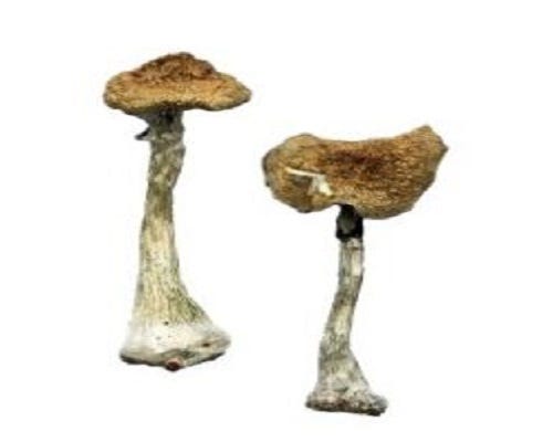B+ Mushrooms For Sale | Bestmushroomshop.com - bestmushroomshop - Medium