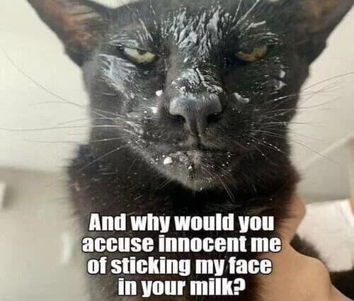 25 Reasons Why You Need To Quit Your Job And Become A Cat - Chameleon ...