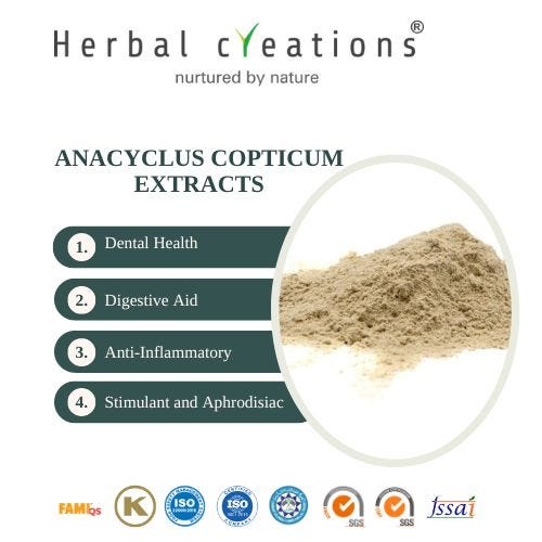Anacyclus Copticum Extracts: A Pioneering Supplier and Manufacturer ...