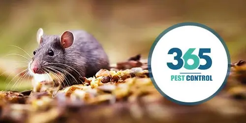 Best Methods for Rodent Control?. The sunny and warm climate in SE ...