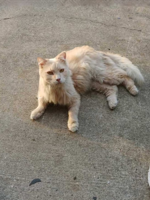 Fort Worth Cat Rescuers Helps Save Patchin from Losing His Last Life ...