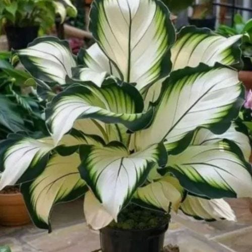 Beautiful Plant Purple Tip Calathea Couture Seeds Flower Indoor or ...