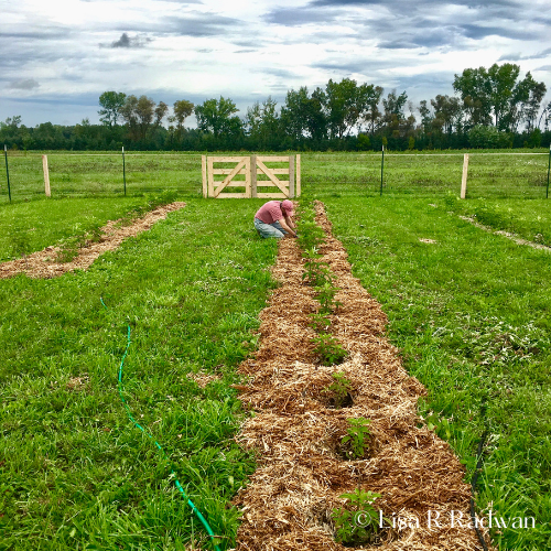 The Farmer of Few Words - Lisa Radwan - Medium
